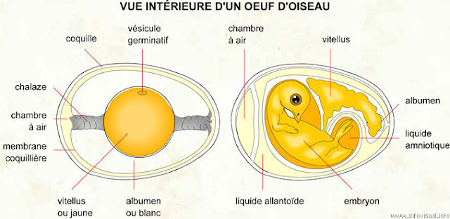 Comment la poule fabrique t elle un oeuf? ~ Général Kulture!