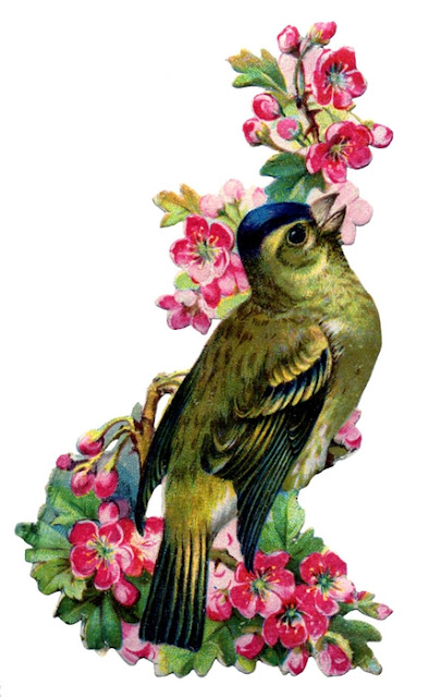 ® Colección de Gifs ®: IMÁGENES DE AVES EN DECOUPAGE