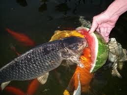 What Do Koi Eat | Nishiki-Colorful-Koi