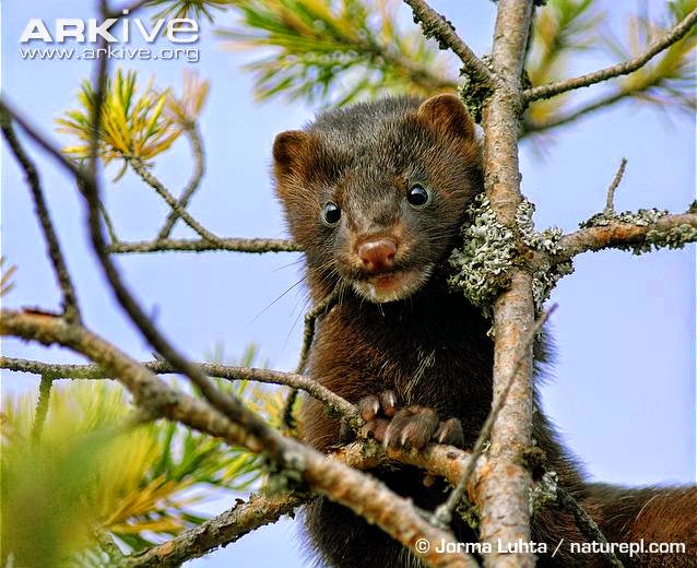 ΤΣΙΝΤΣΙΛΑ - ΜΙΝΚ photos - wallpapers | the fun bank