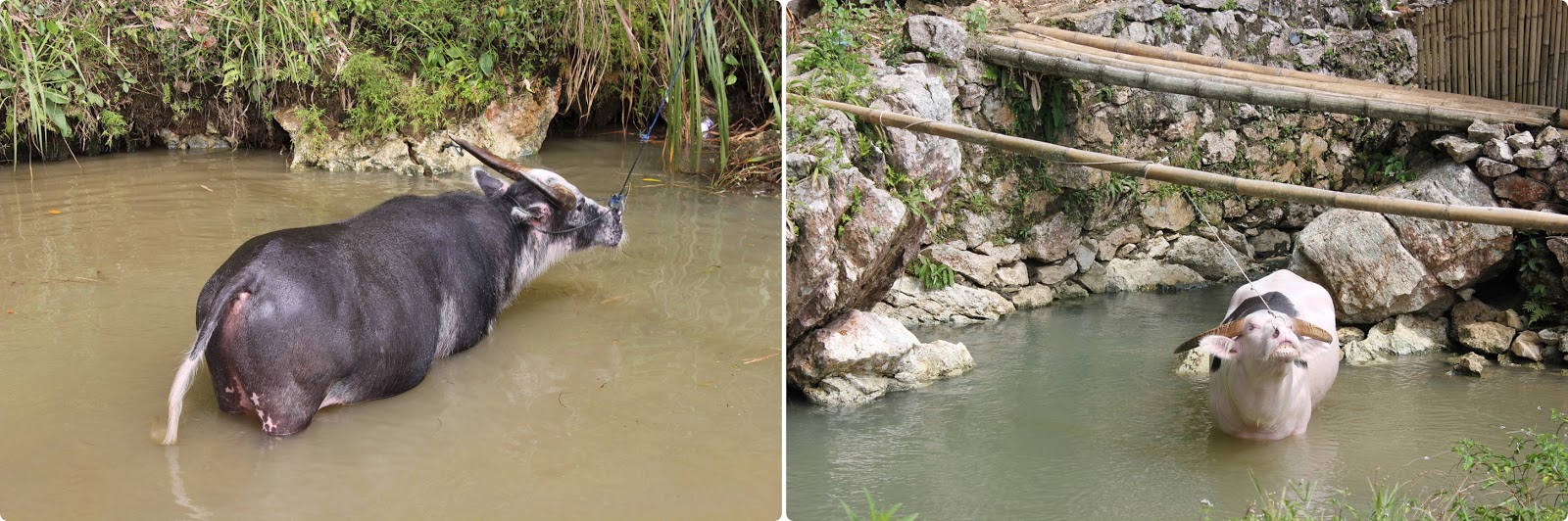 Los viajes de "jabi con b & pelgroc": 26 Nov. Rantepao "Tana Toraja ...