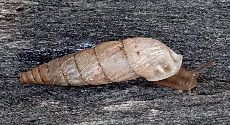 Moluscos terrestres de Argentina: 2014