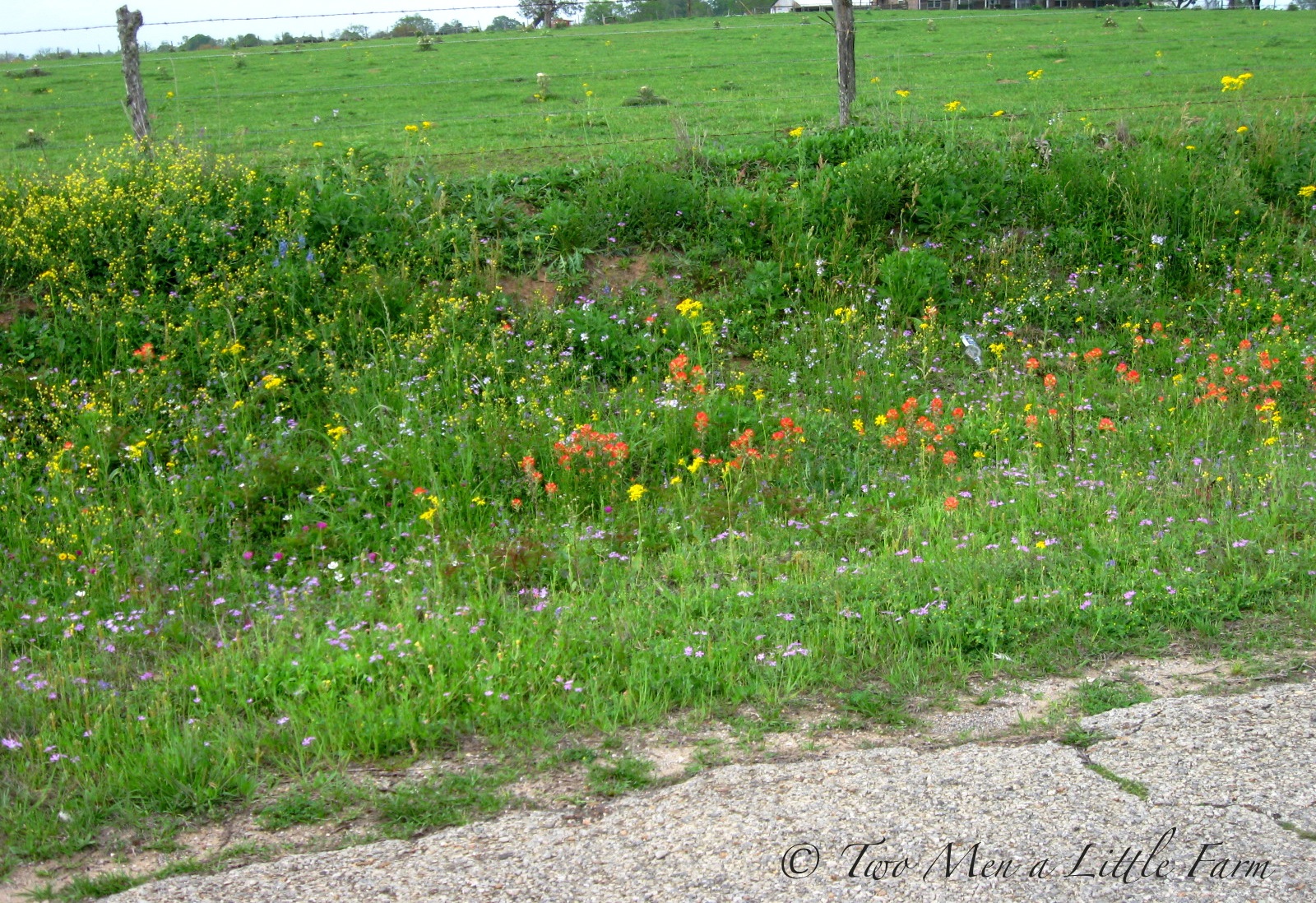 Two Men and a Little Farm: THE WILDFLOWERS ARE STARTING TO BLOOM