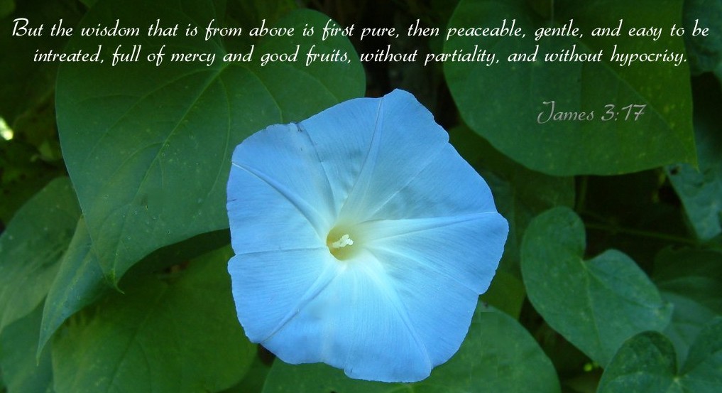 Scripture for Today: James 3 ~ the wisdom from above is first pure ...