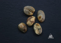 DEFECTOS DEL CAFE - | Coffee Media ️