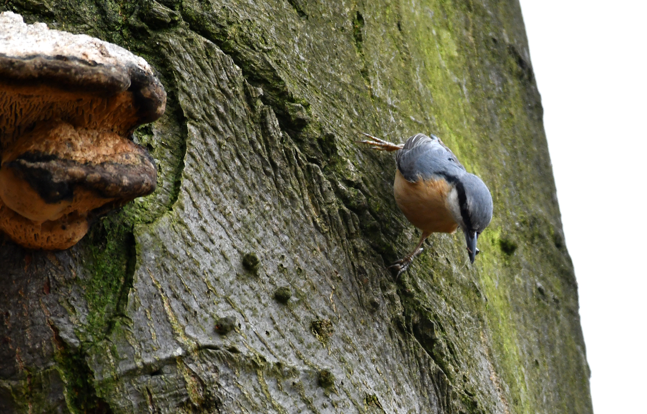 Jozef van der Heijden - Natuurfotografie: Boomklever voert vrouwtje op ...
