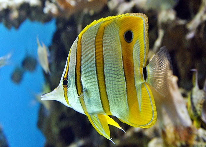 Jenis Ikan Hias laut yang Paling Indah | Ikan Hias