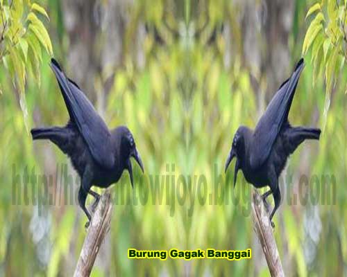 story of Indonesia: Aneka Burung Langka Yang Ada di Pulau Sulawesi