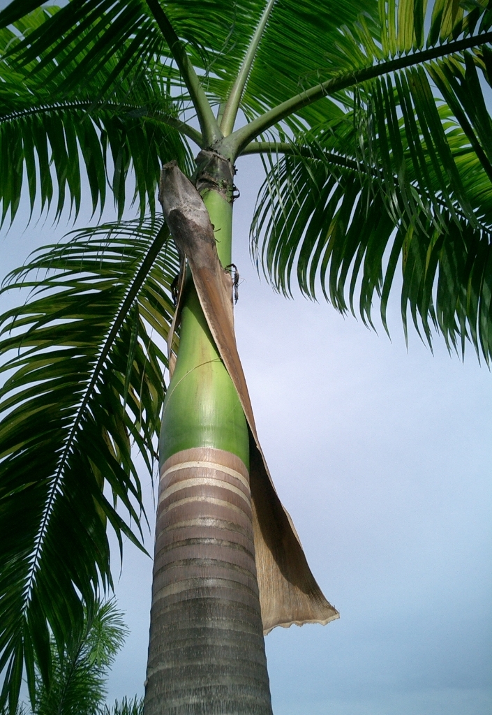 Home And Garden : Roystonea regia