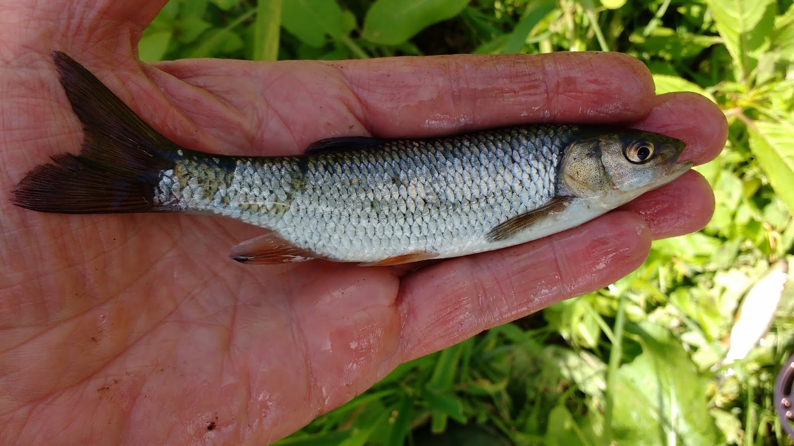 Jorvik Angler: June 2018