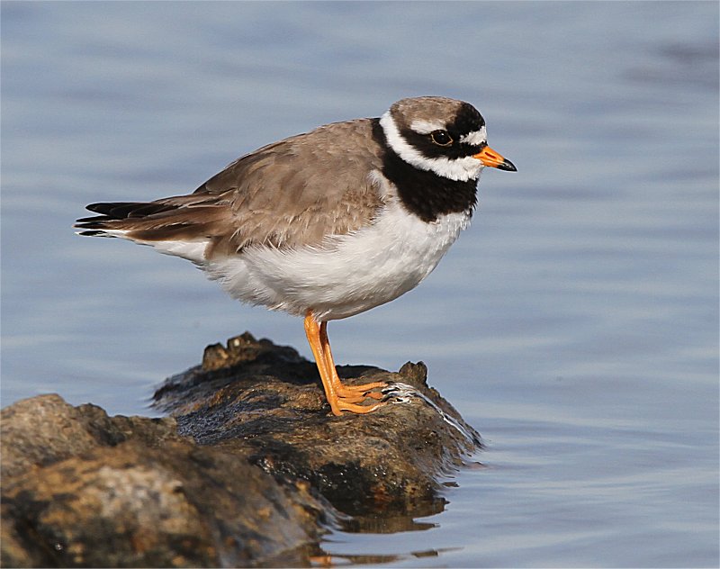 Murfs Wildlife : Ringed Plover