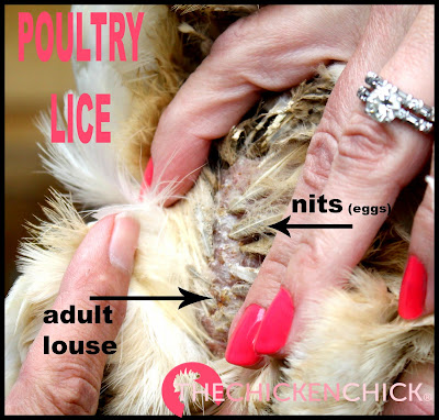 The Chicken Chick®: Poultry Lice and Mites Identification and Treatment