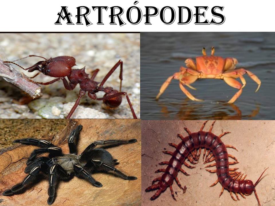 Saber Ciência: Filo Artrópodes