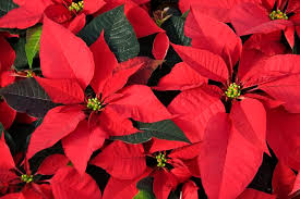 CONOZCAMOS LA HISTORIA: LA FLOR DE NOCHEBUENA Flor de la Navidad