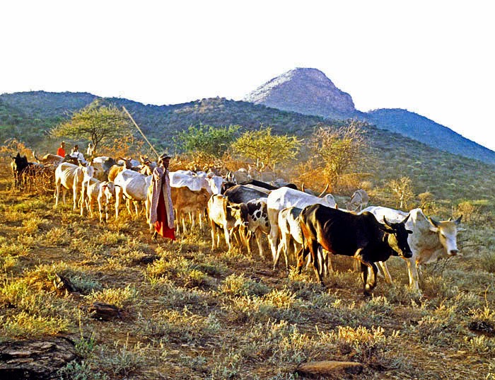 Fascinating Humanity: Kenya: Sunrise On A Samburu Zebu Herd Being Moved ...