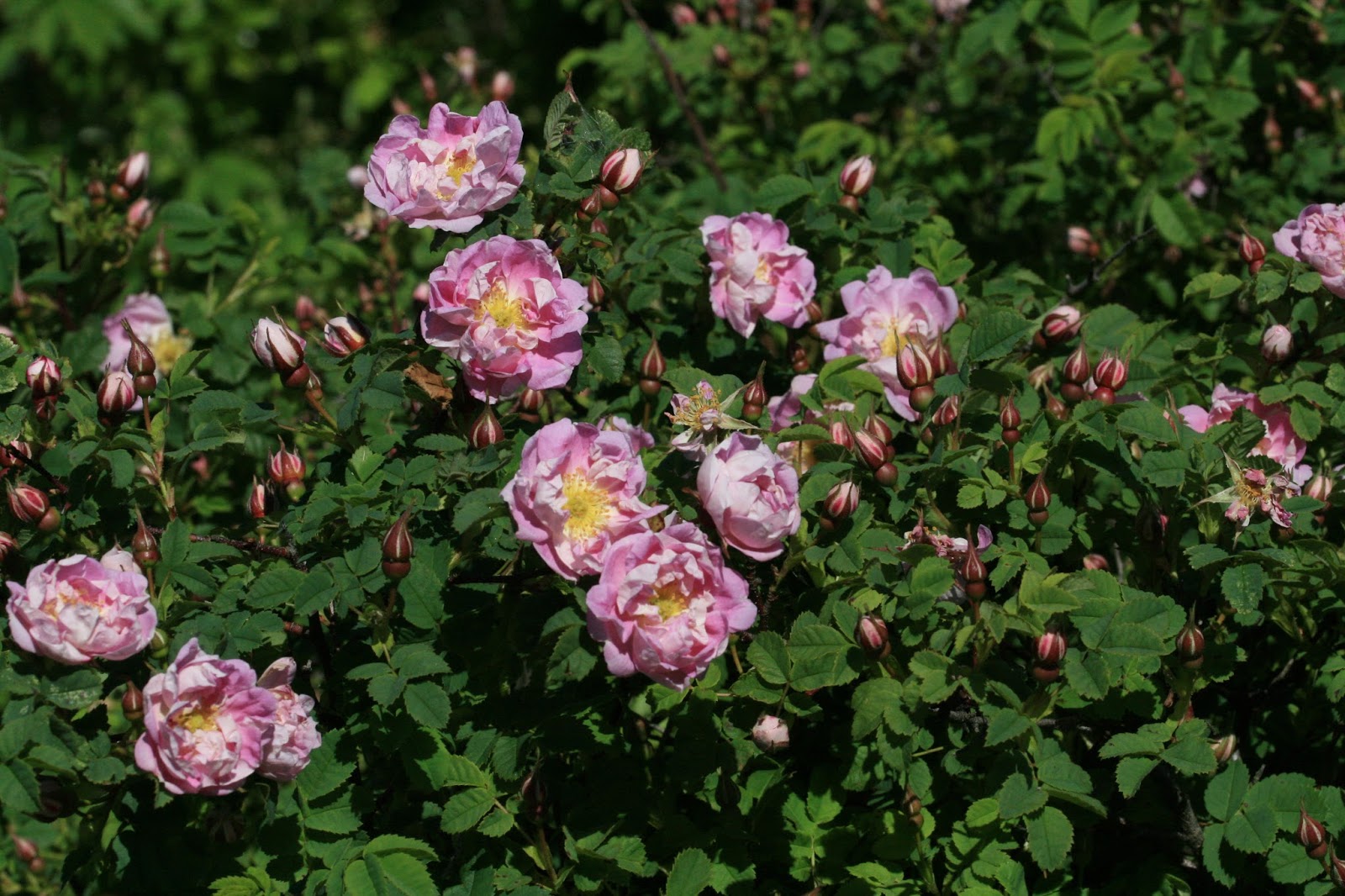 Siunattu arki: Ruusun tuoksua