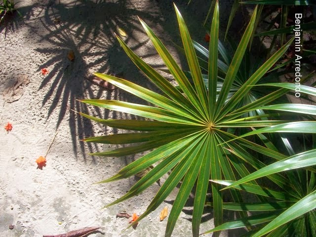 El Bable: La palma chit reclama atención pues está en peligro de extinción.