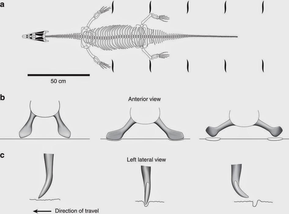 The Dragon's Tales: How Anisian Triassic Marine Reptile Nothosaurus Swam
