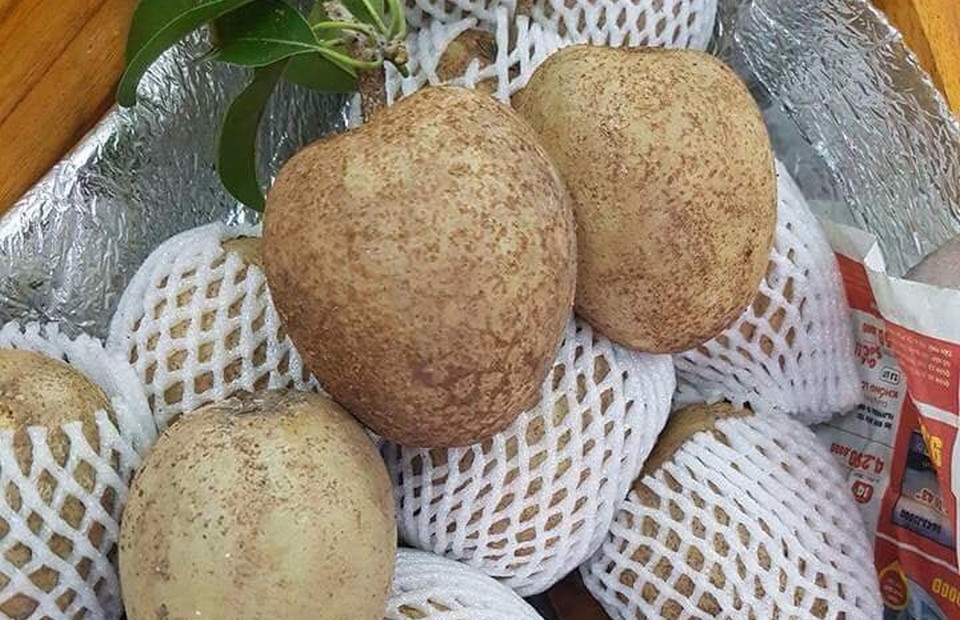 Sapoche Mặc Bắc (Hồng xiêm) - Giá: Liên hệ - Trái cây Dũng mập