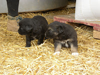 Global Defensa Gossos: 5 BEBÉS EN ADOPCIÓN ( ADOPTADOS!!!!)