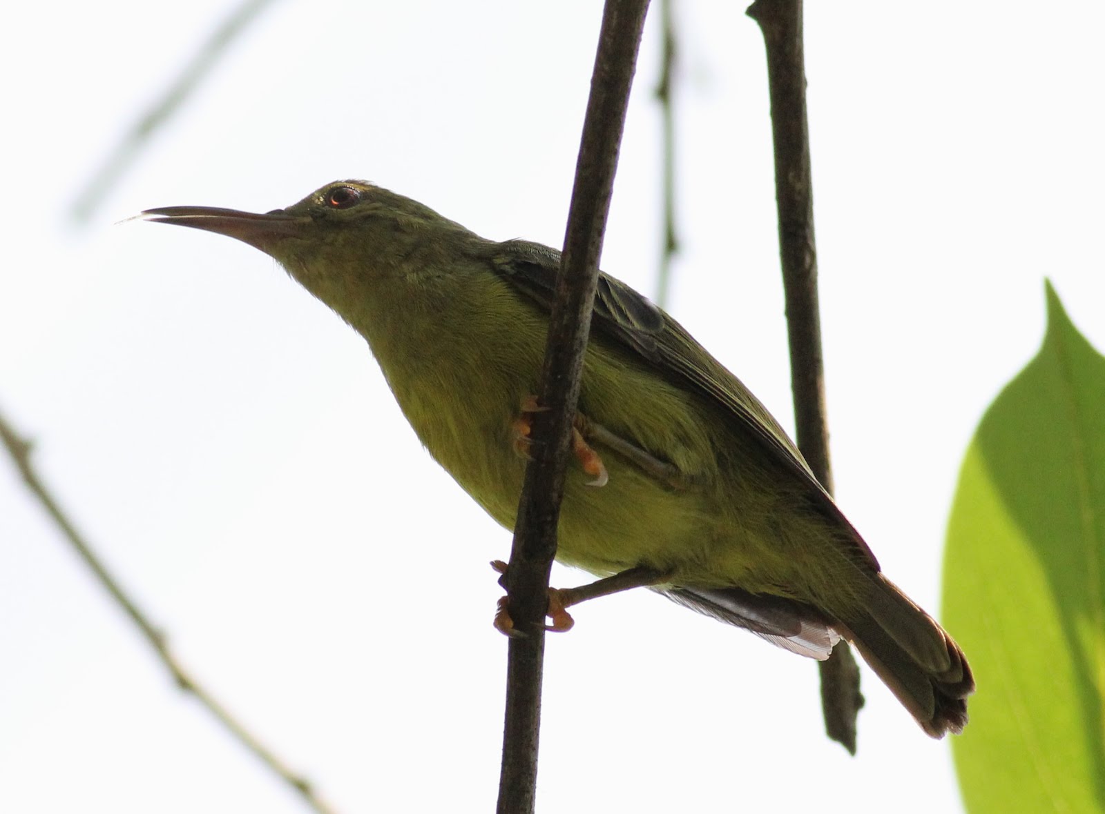 Ron-Nature-Adventures: Female Sunbird