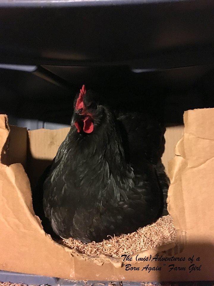 A Broody Hen: What is it and what do you do about it - The (mis ...