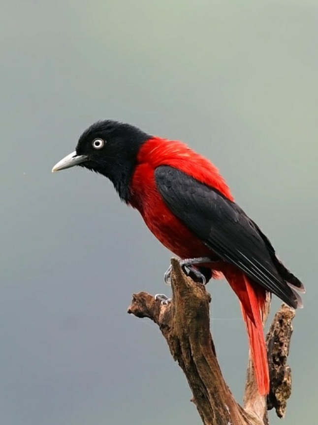 Birds in Thailand: December 2015