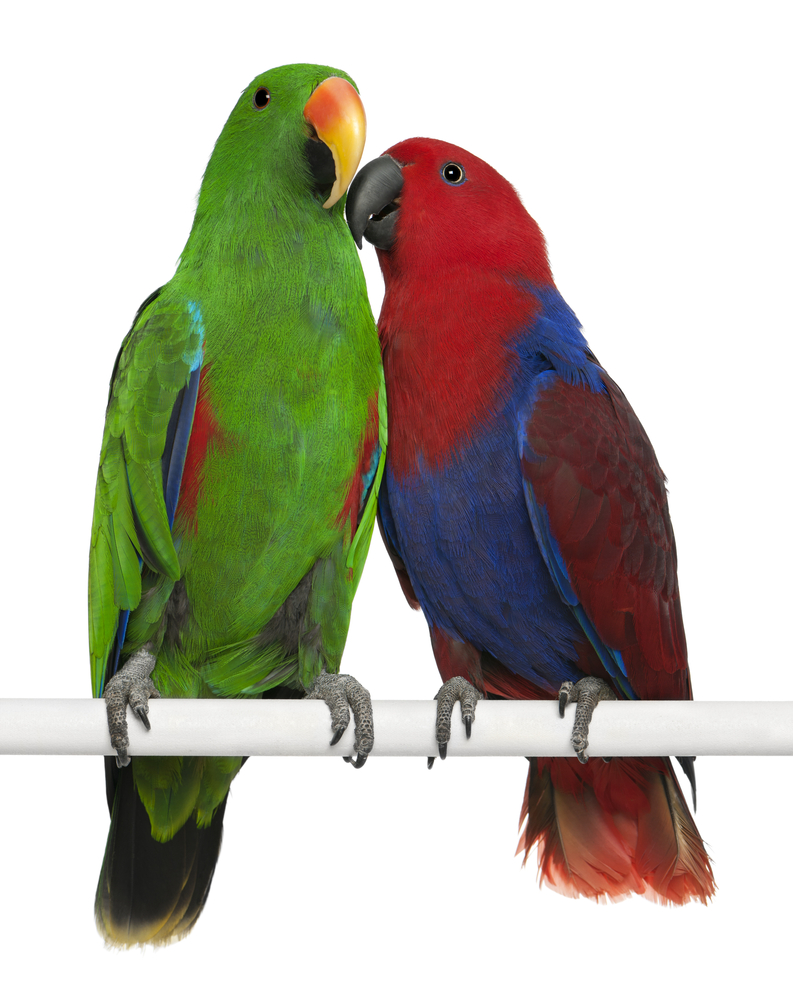 Solomon Island Eclectus