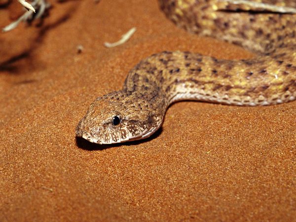 Indian Swamp Adder