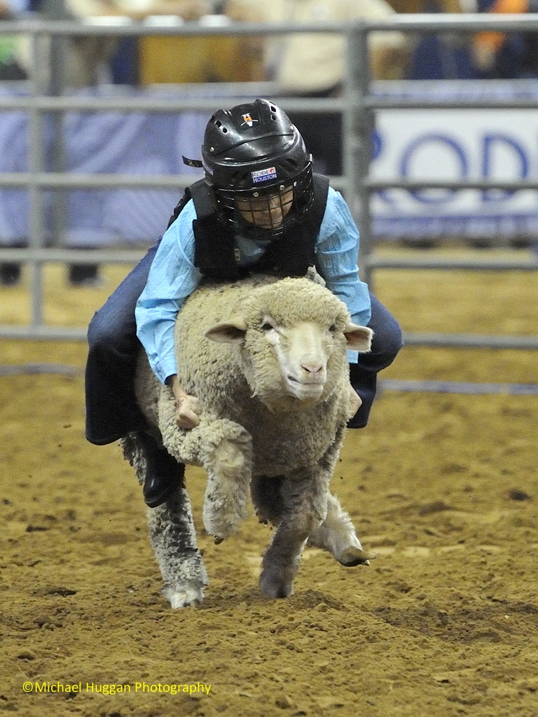 Life's Mini Adventures: Extreme Sheep Riding