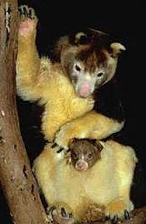 Species Dingiso Tree Kangaroo | Animals In The World