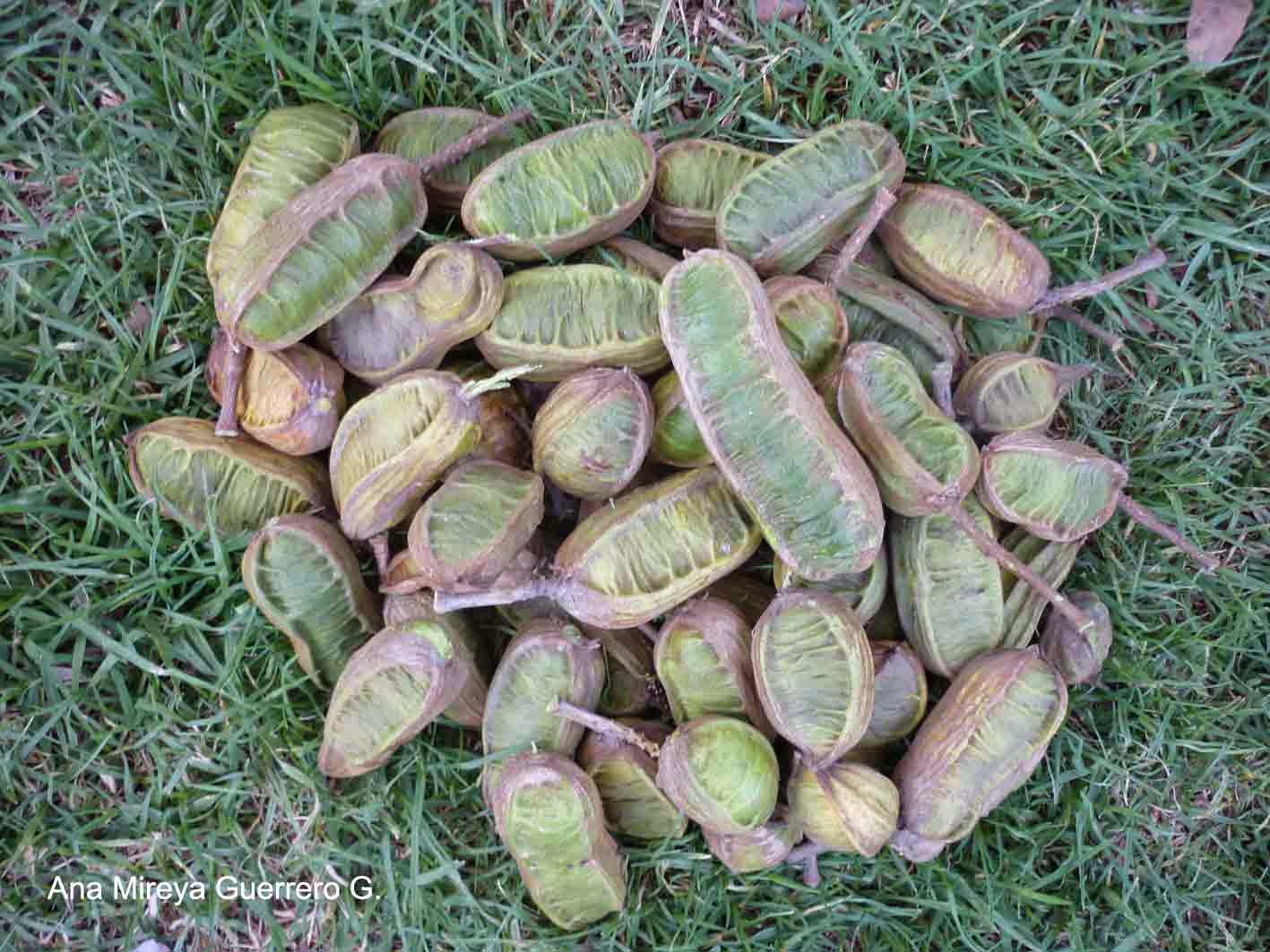 Ecuador: personajes y especies (Galápagos y Continente): Flora de Quito ...