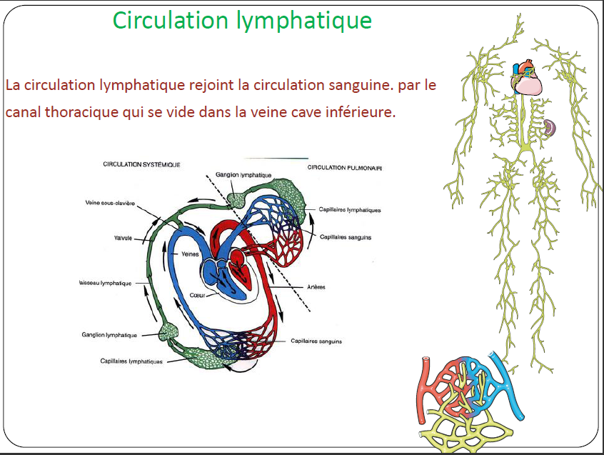 [SVI-S5] - Résumé du Cours de la physiologie du système lymphatique ...