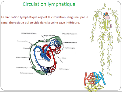 [SVI-S5] - Résumé du Cours de la physiologie du système lymphatique ...