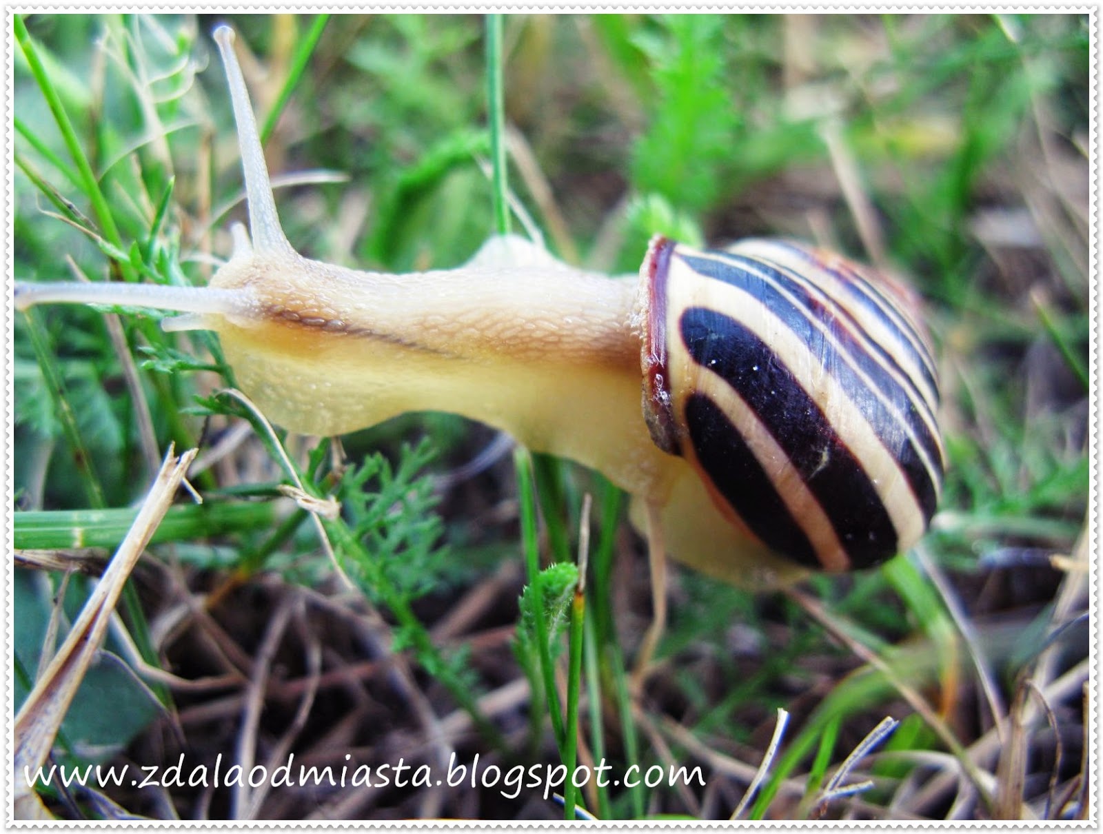 Z dala od miasta: Przyroda pod lupą - ślimak ślimak pokaż rogi