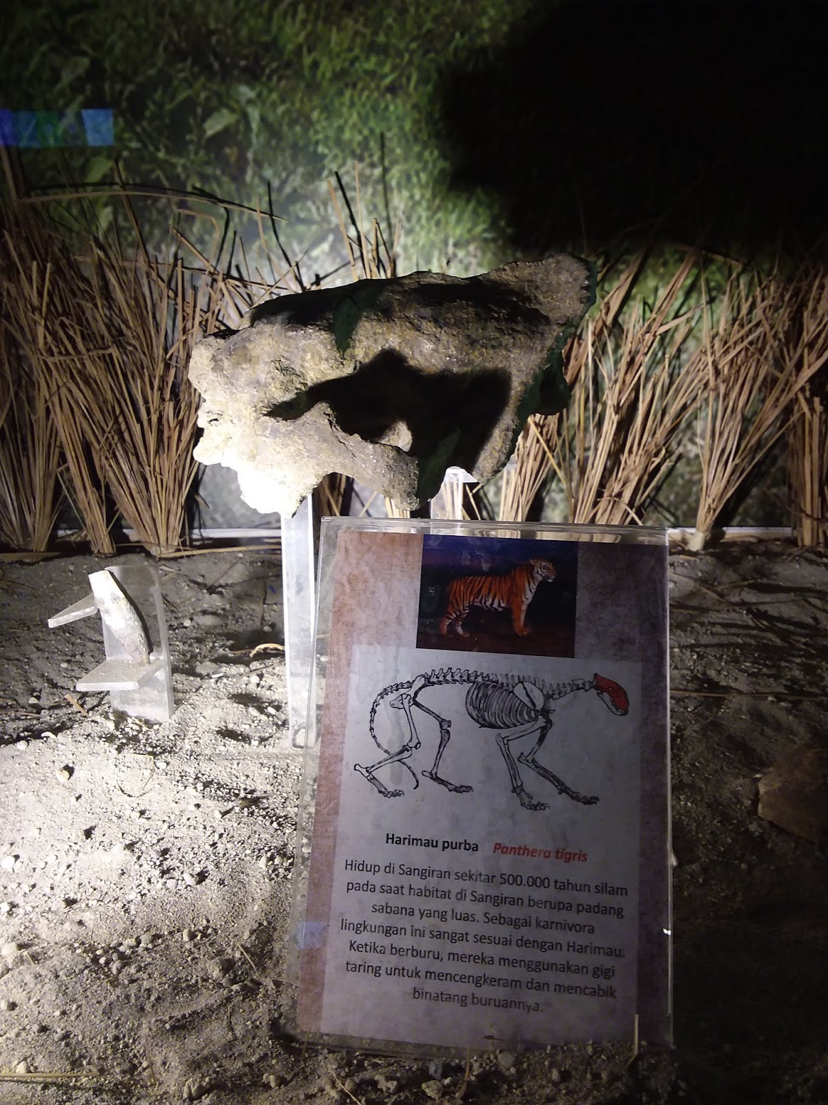 Sangiran Museum the World Heritage Site