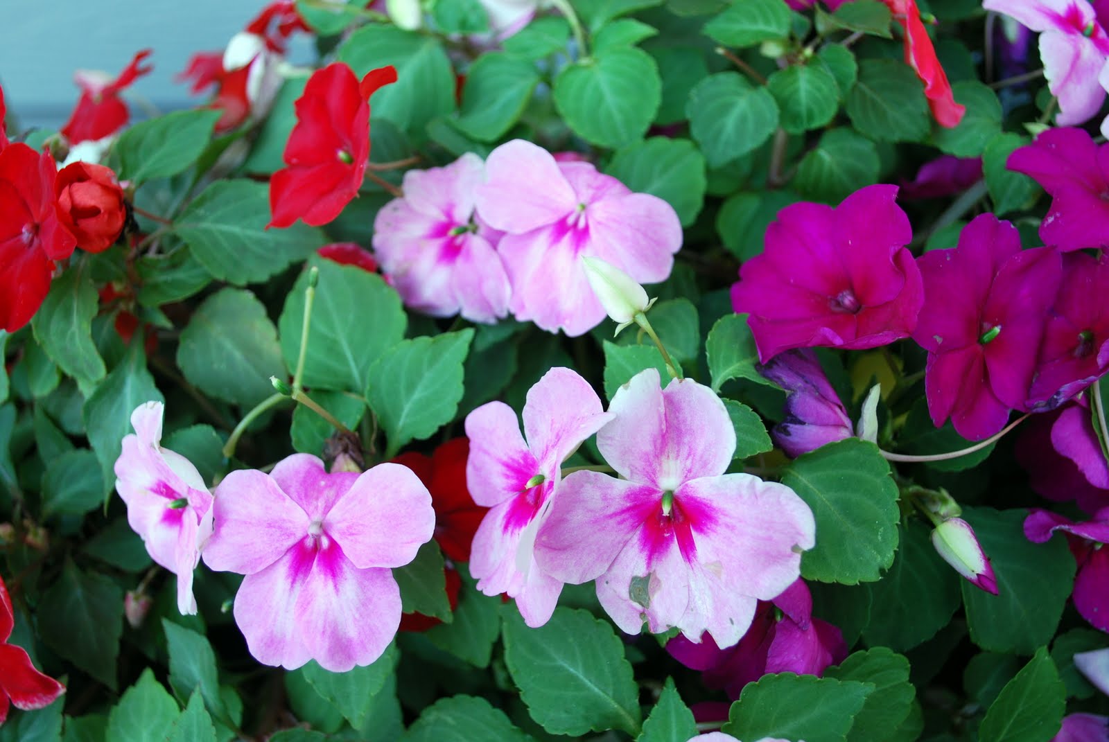 Mille Fiori Favoriti: Flower Daze