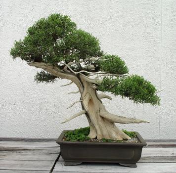 Shari Bonsai