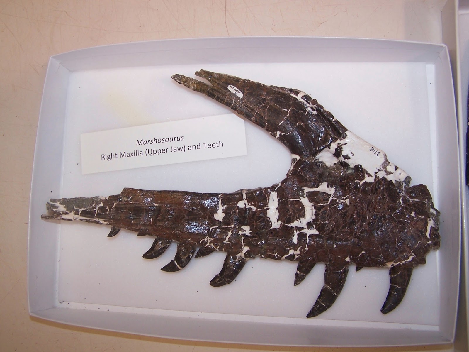 The Natural World: Meet Marshosaurus, Morrison's Mysterious Meat Muncher!