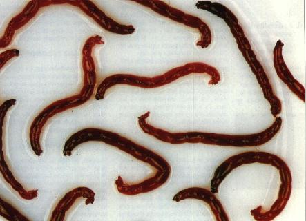 Betta Splendens: Alimentation du Betta Splendens