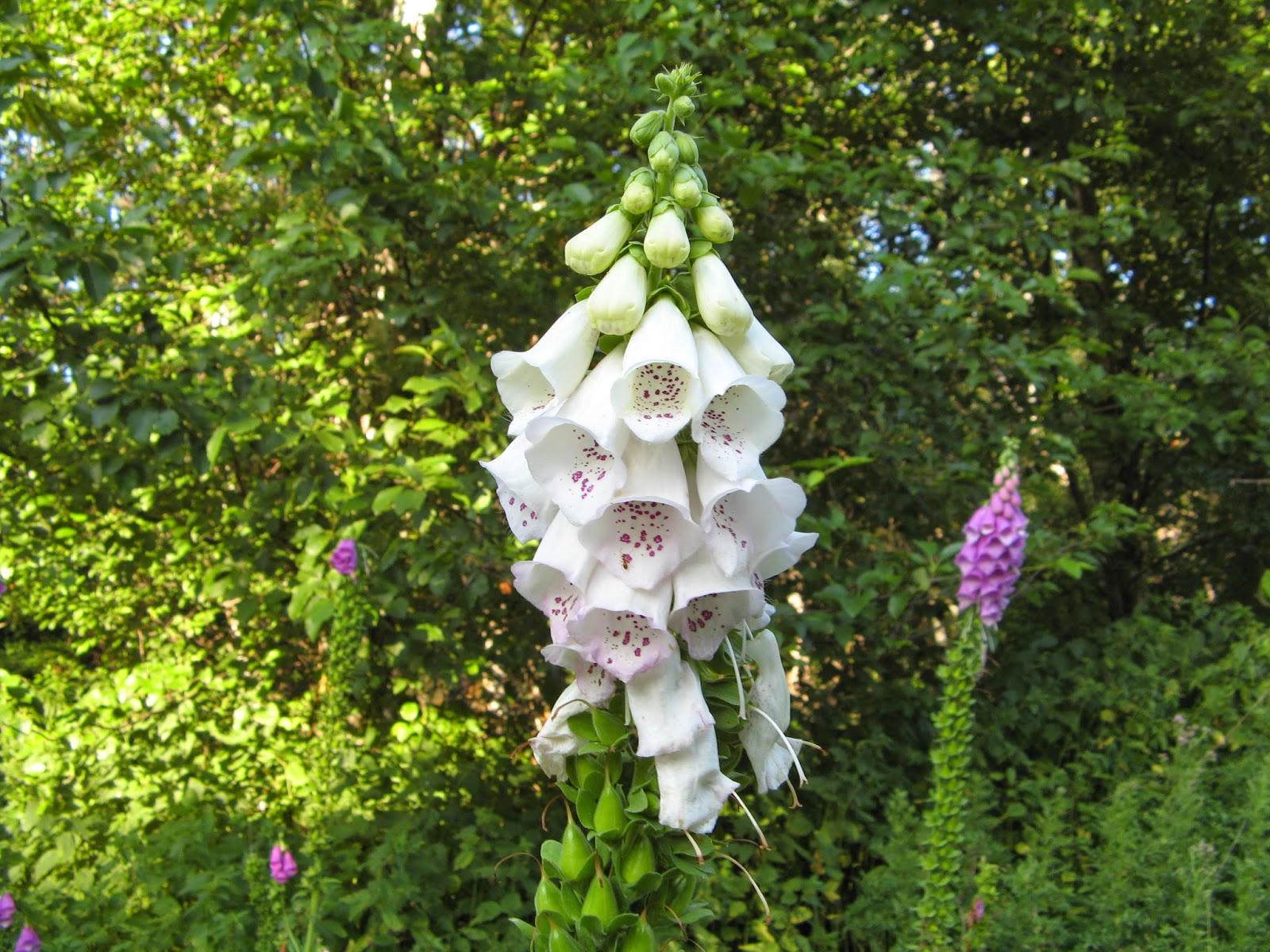 Powell River Books Blog: Coastal BC Plants: Foxglove