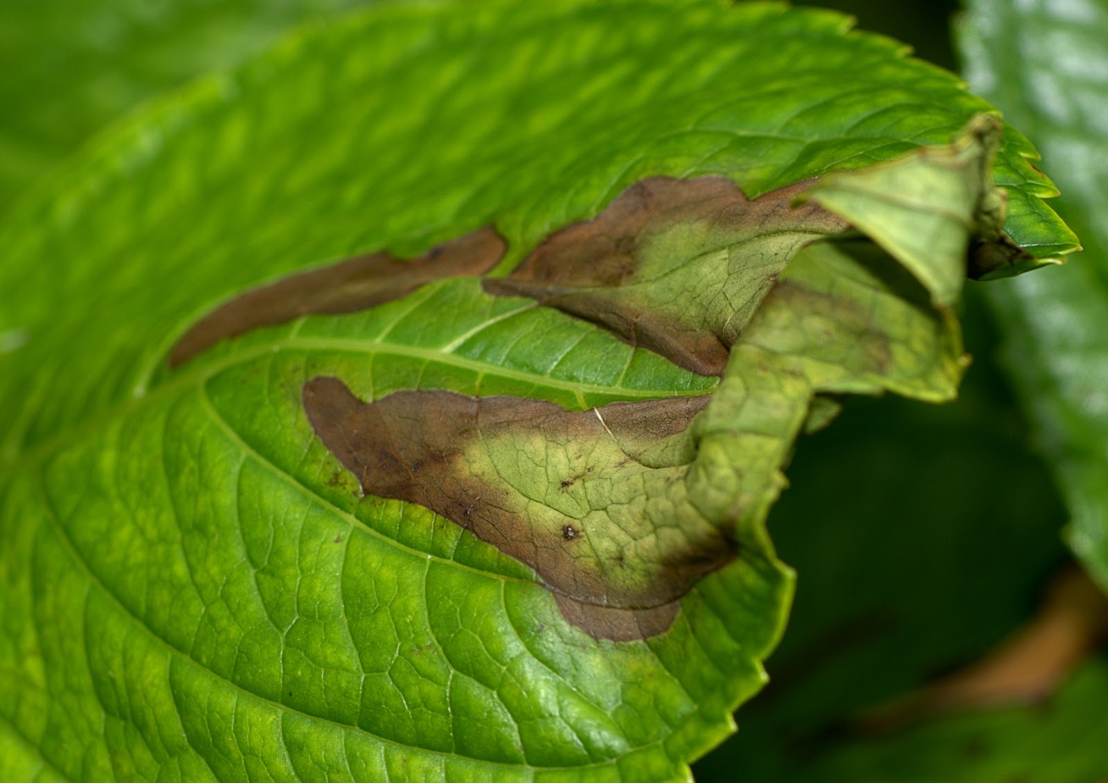 Mantid Microcosm : Hot sun, heavy rain, gale-force winds! Oh my!!