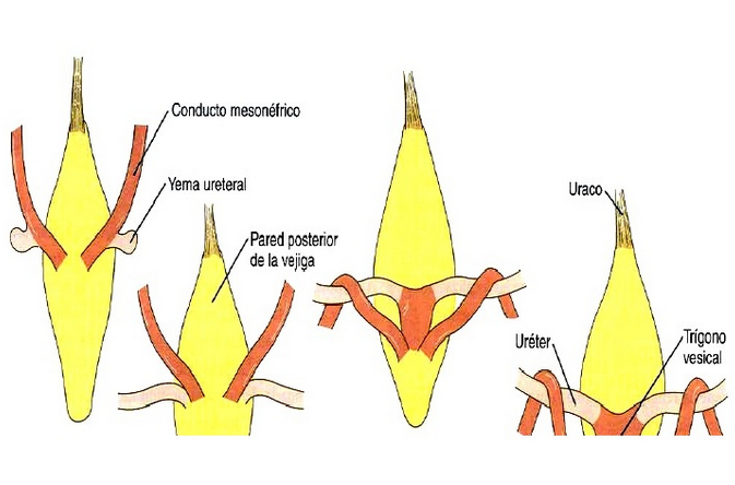 Madrid Urología: Embriología del Aparto Genito Urinario. Sección 4. MU