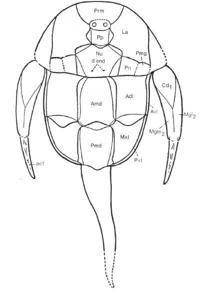 PaleoStories: Le Cronache di Placodermata (CpD). Episodio 3: gli antiarchi