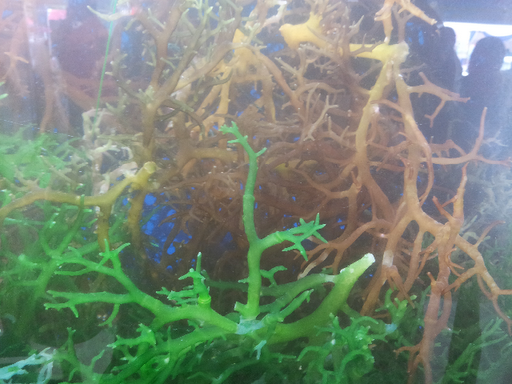 RUMPAI LAUT from SABAH