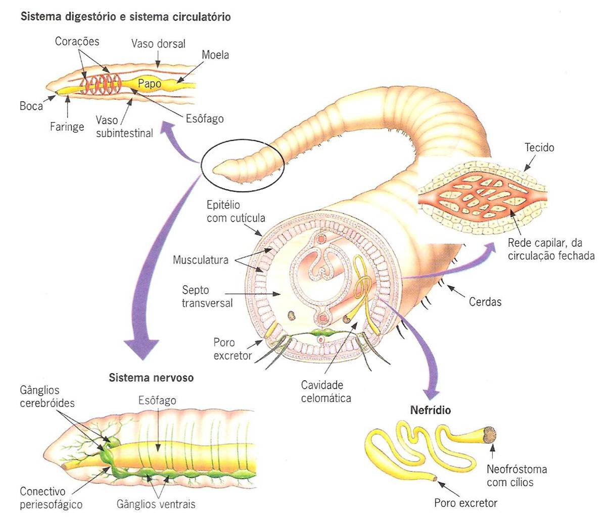 Bloggiologia: Anelídeos