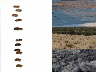 CO-EVOLUTION: Art + Biology in the Museum: The Rock Pocket Mouse ...