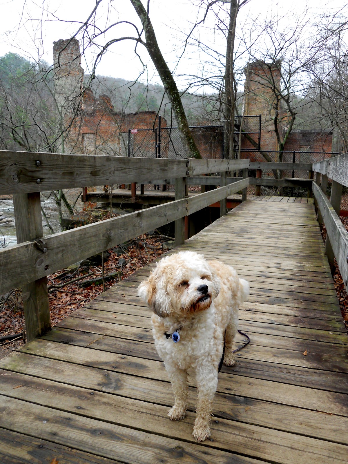 hikewithyourdog: Sweetwater Creek State Park