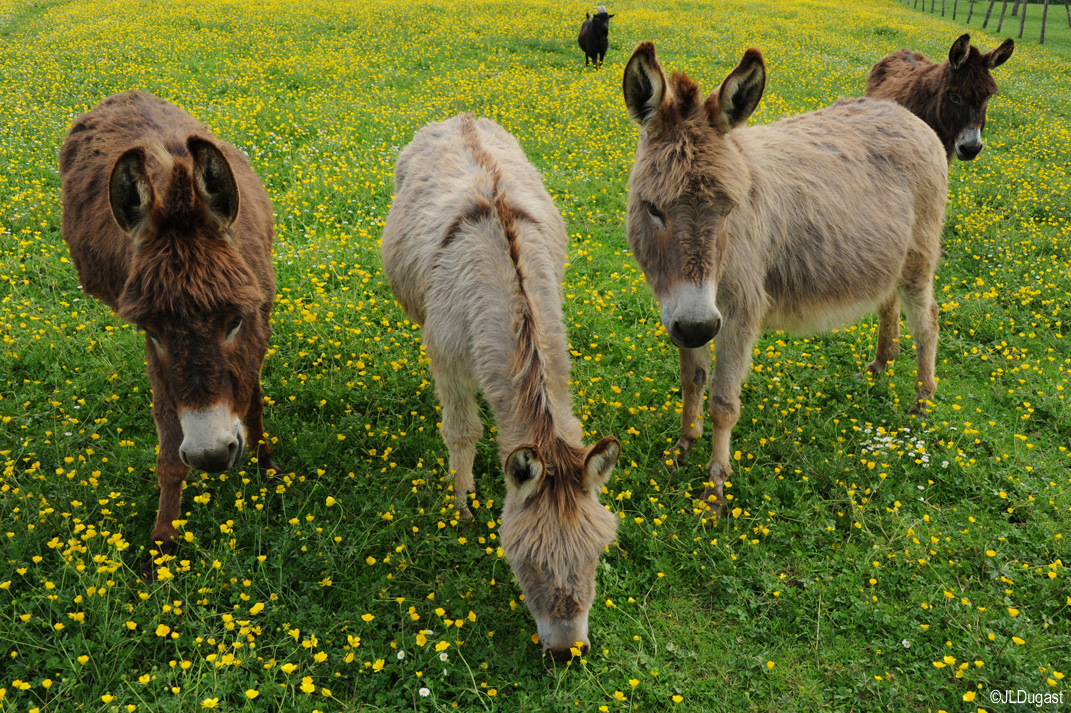 Percheron International: Percherons Et Plus