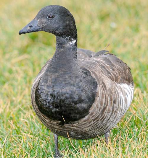 Brent goose facts | Birds of India | Bird World
